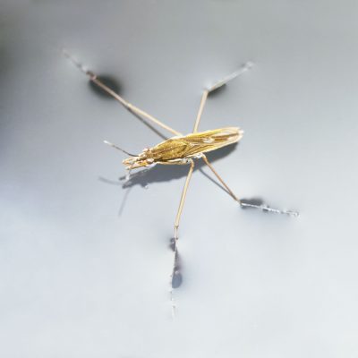 A Pond Skater Insect: Image Copyright: https://www.dkfindout.com/uk ...